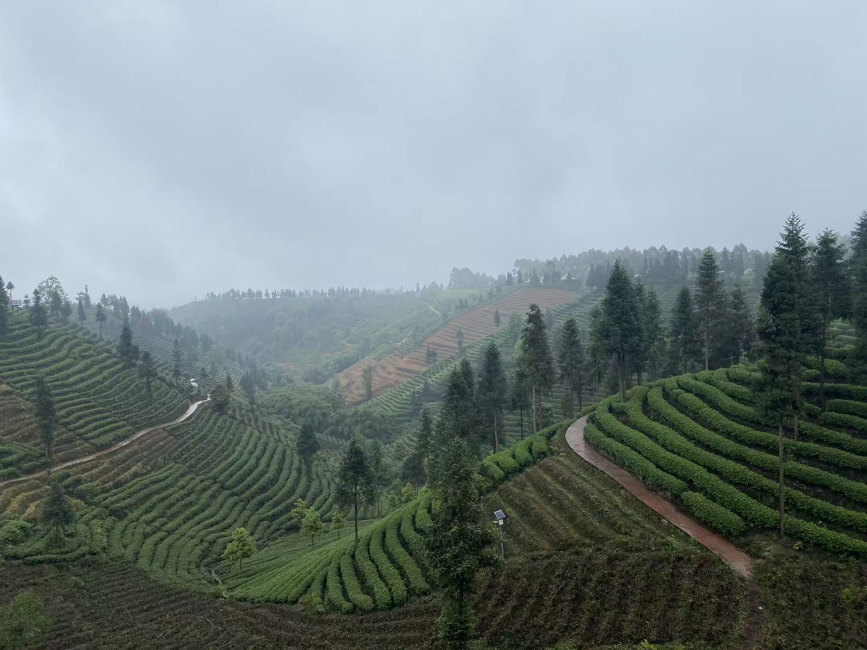 Чайная экскурсия в (Dadi Zhiwen Tea Garden) — Отпечатки пальцев Земли ...