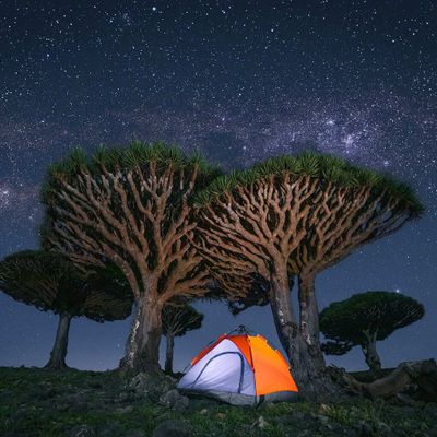 Socotra — the island of dragon trees · tours & trips · Tripsider.com